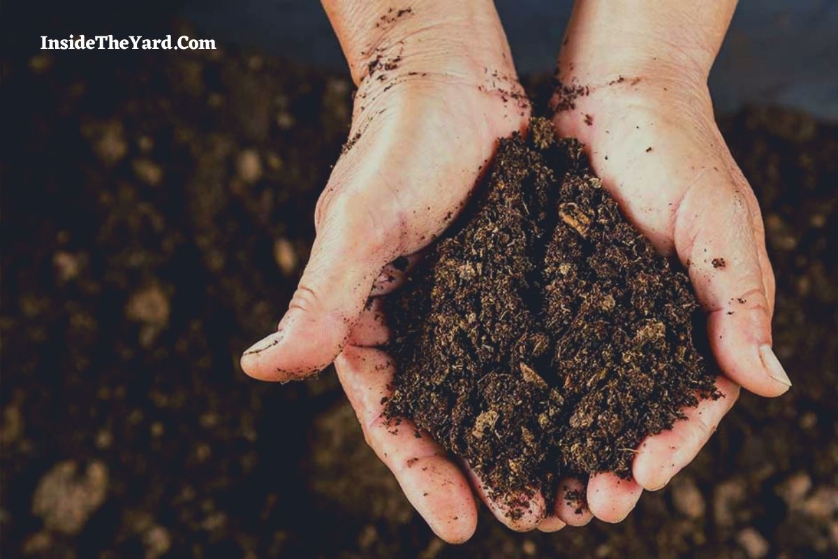 Before You Buy, Know How Much Does Peat Moss Cost!