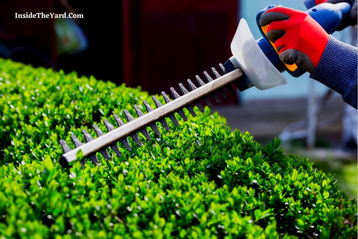 How To Bid Trimming Bushes? Know The Right Charge