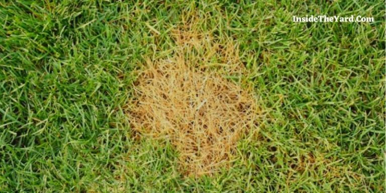 How To Fix Burnt Grass From Weed And Feed- Simple And Safe Fertilizing ...