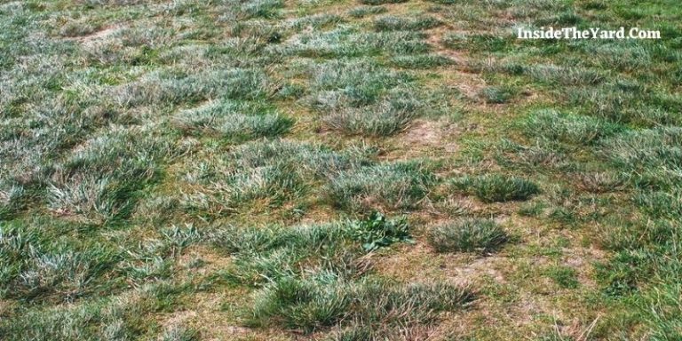 How To Fix Trampled Grass & Bring Life Back To Your Yard - Inside The Yard