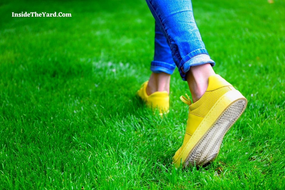 How To Fix Trampled Grass & Bring Life Back To Your Yard