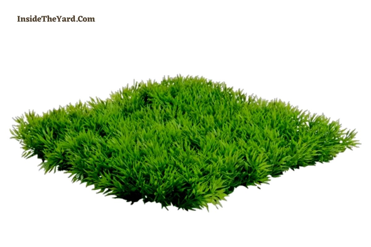 Use Short Grass That Doesn't Need Mowing For An Easy- Peasy Lawn Care