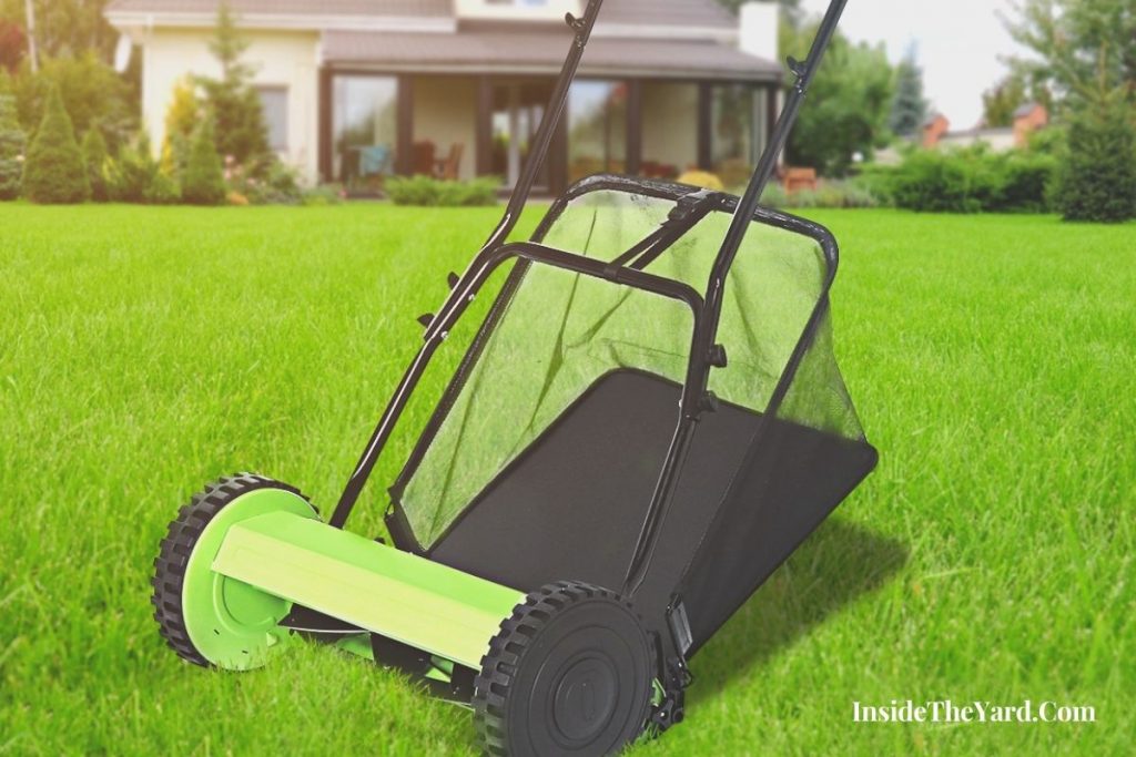 Bermuda Grass Close Up Look With Pictures Included From Different Angles