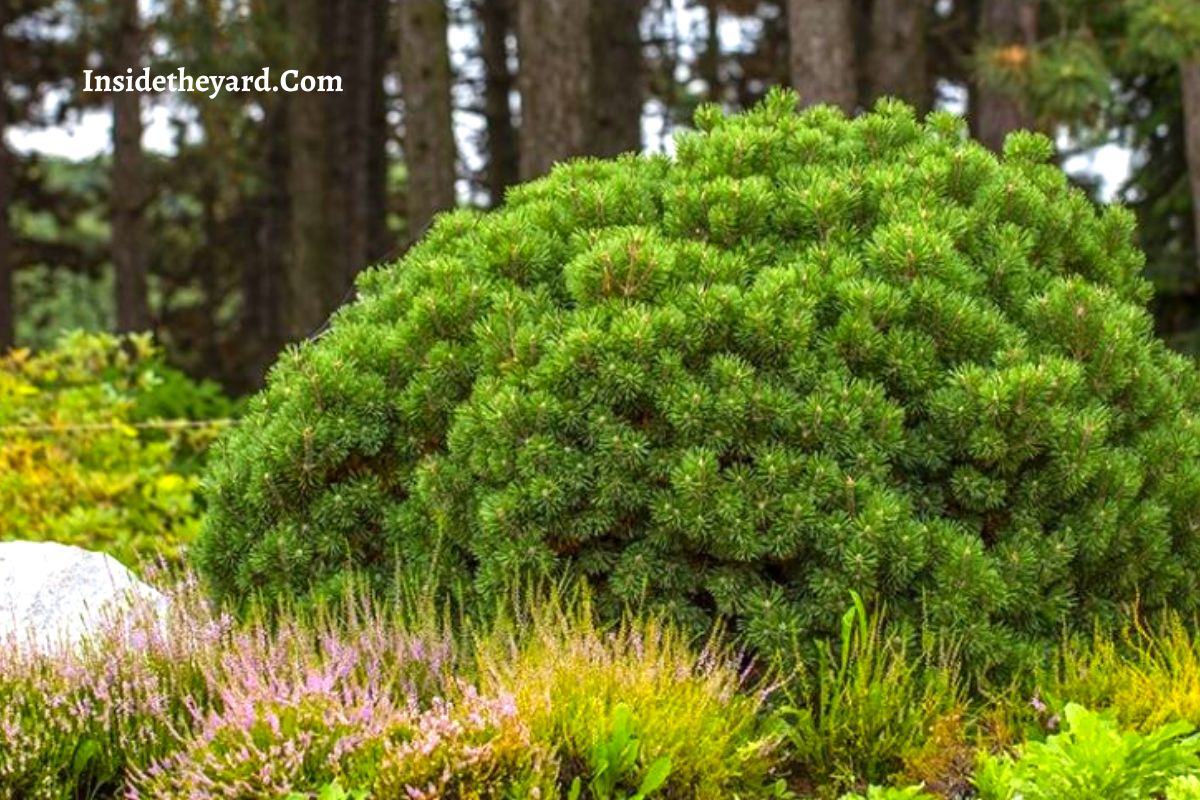 Why Does Nothing Grow Under Pine Trees? Learn The Fact