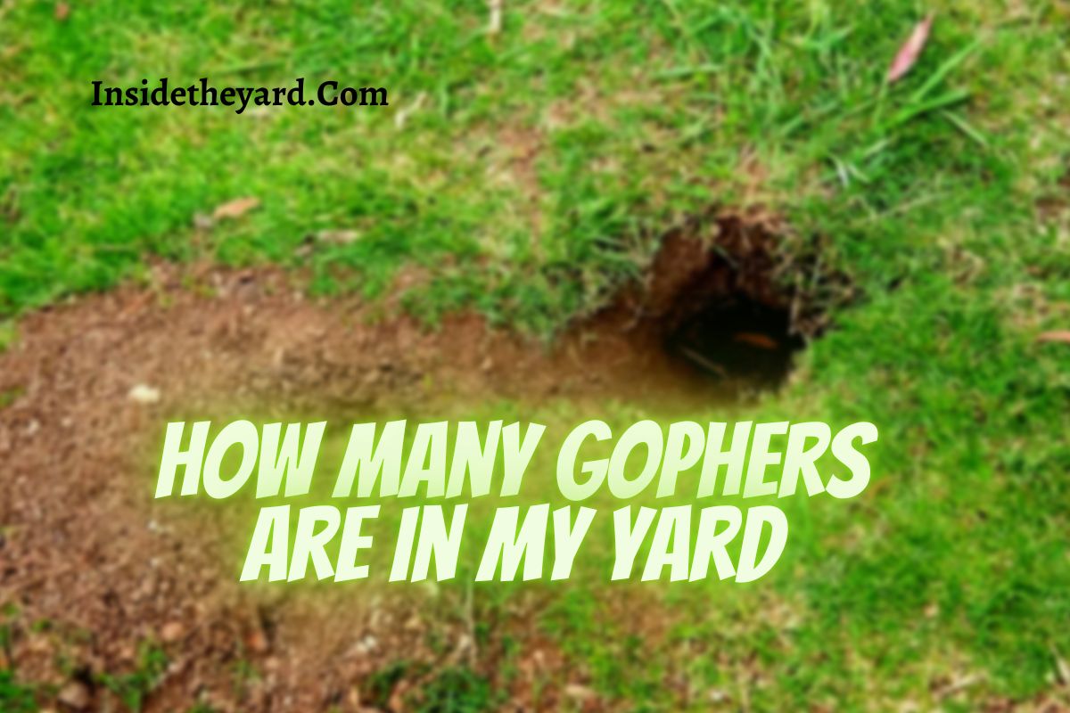 7 Ways To Determine How Many Gophers Are In Your Yard!