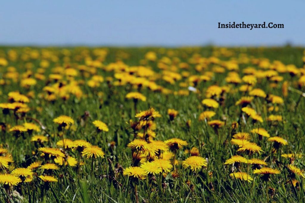 7 Ways To Determine How Many Gophers Are In Your Yard!