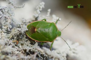 16 Flying Cricket Looking Bug May Confuse You! - Inside The Yard