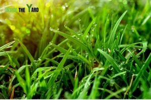 Bermuda Grass Close Up Look With Pictures Included From Different ...