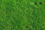 Bermuda Grass Close Up Look With Pictures Included From Different ...