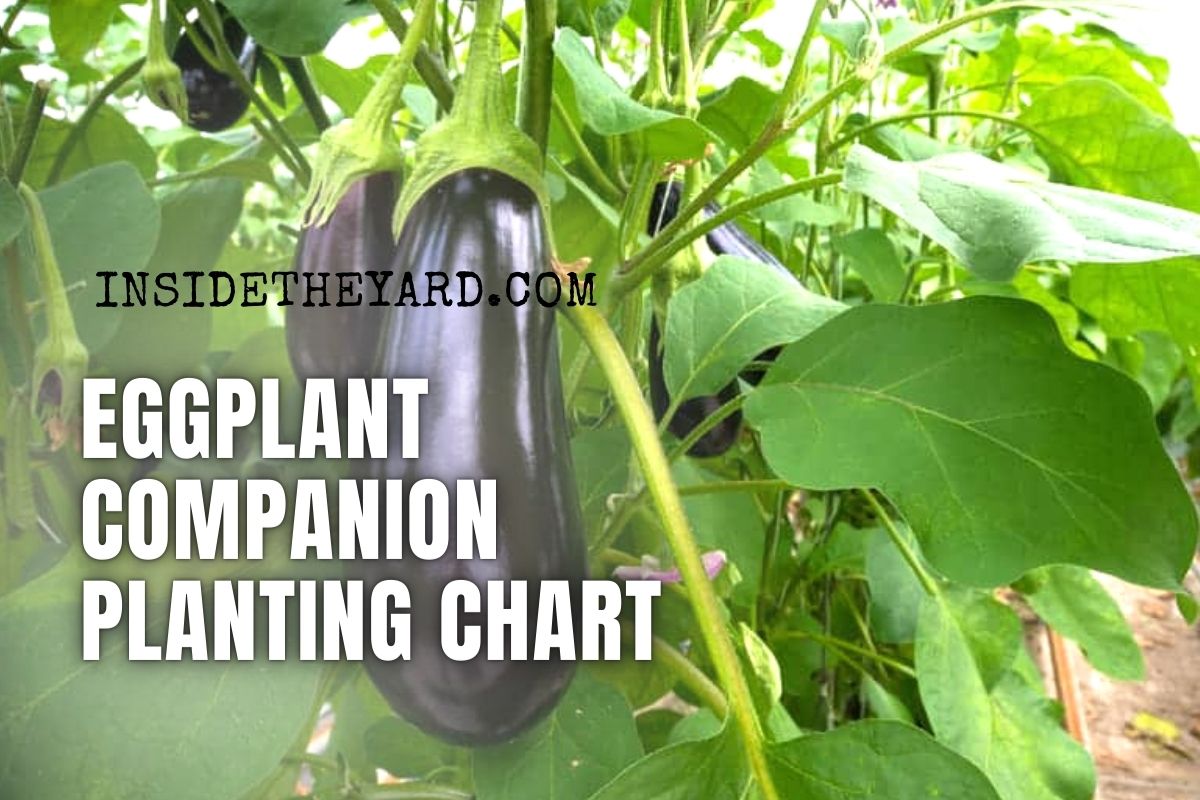 Check This Eggplant Companion Planting Chart To Find The Best Companions