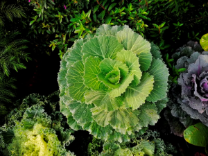 Unwrapping The Layers: An In-Depth Guide To Cabbage Growth Stages ...