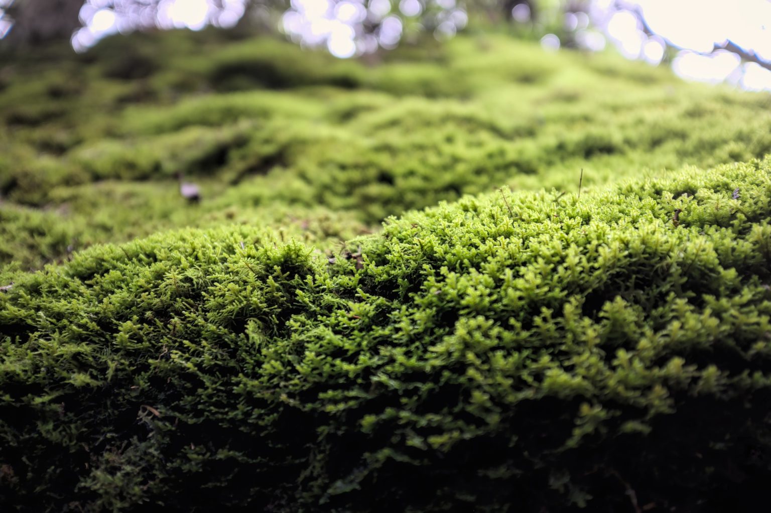 Moss Vs Grass: Understanding The Differences - Inside The Yard
