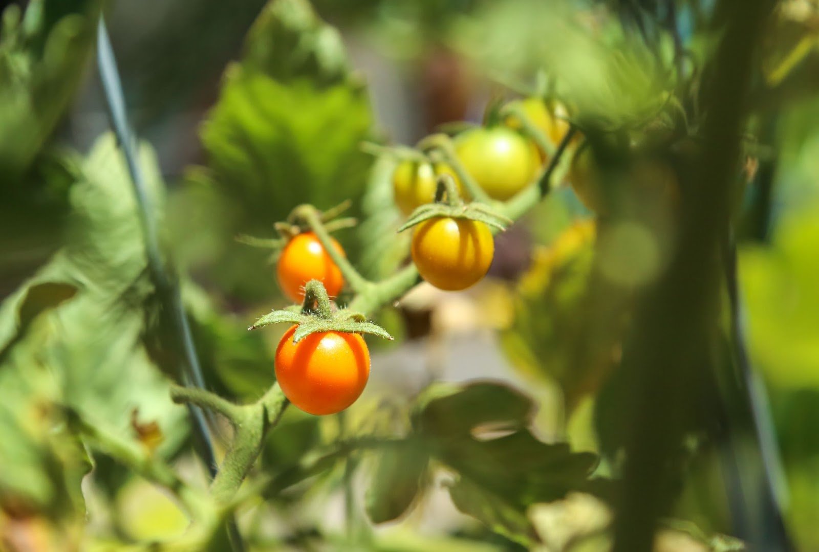 Best Ways To Plant Tomatoes In Buckets And Grow Bags - Inside The Yard