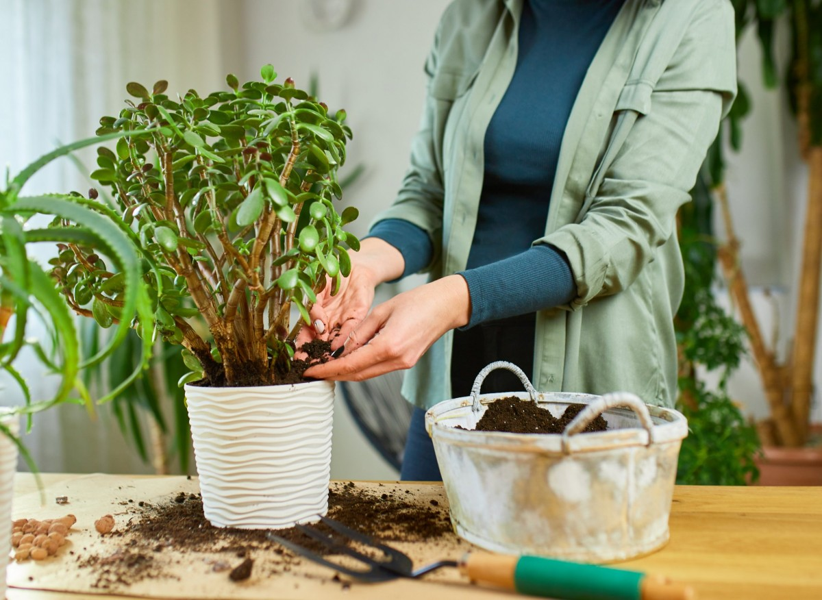 Our Favorite Unusual House Plants - Inside The Yard