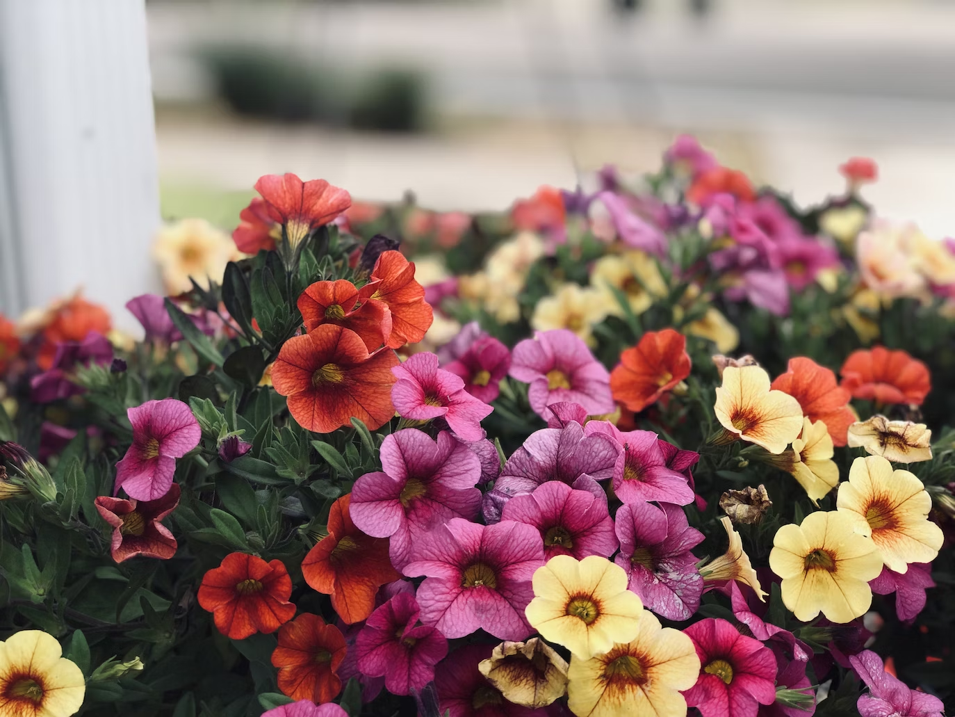 How And When To Plant Petunias - Inside The Yard
