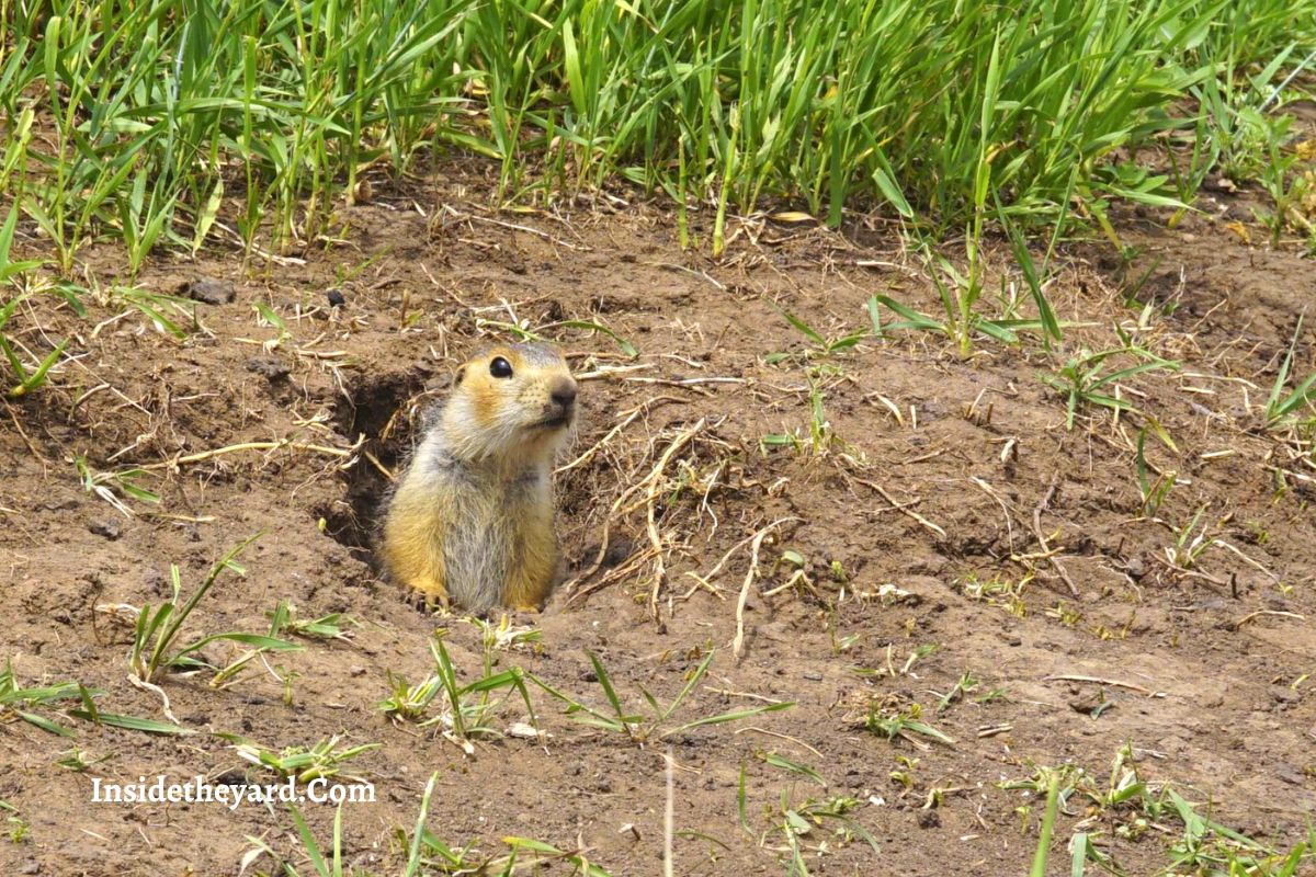 Flooding Gopher Holes: The Right Way To Do It! - Inside The Yard