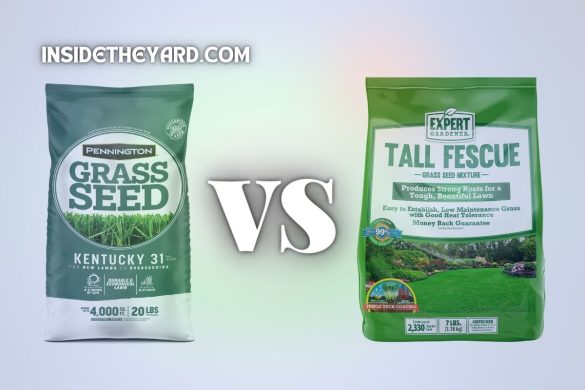 A Complete Differentiation Between Kentucky 31 Vs Tall Fescue Grass ...