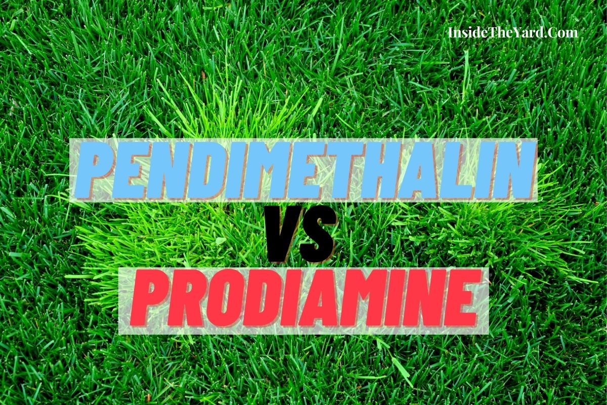 Pendimethalin Vs Prodiamine – Key Differences With Quick Comparison ...