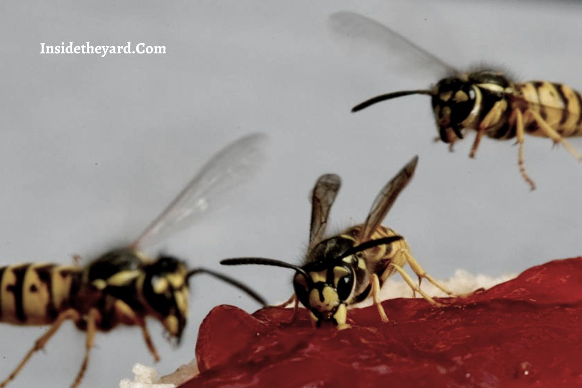 What Are Wasps Good For You Might Be Surprised Inside The Yard